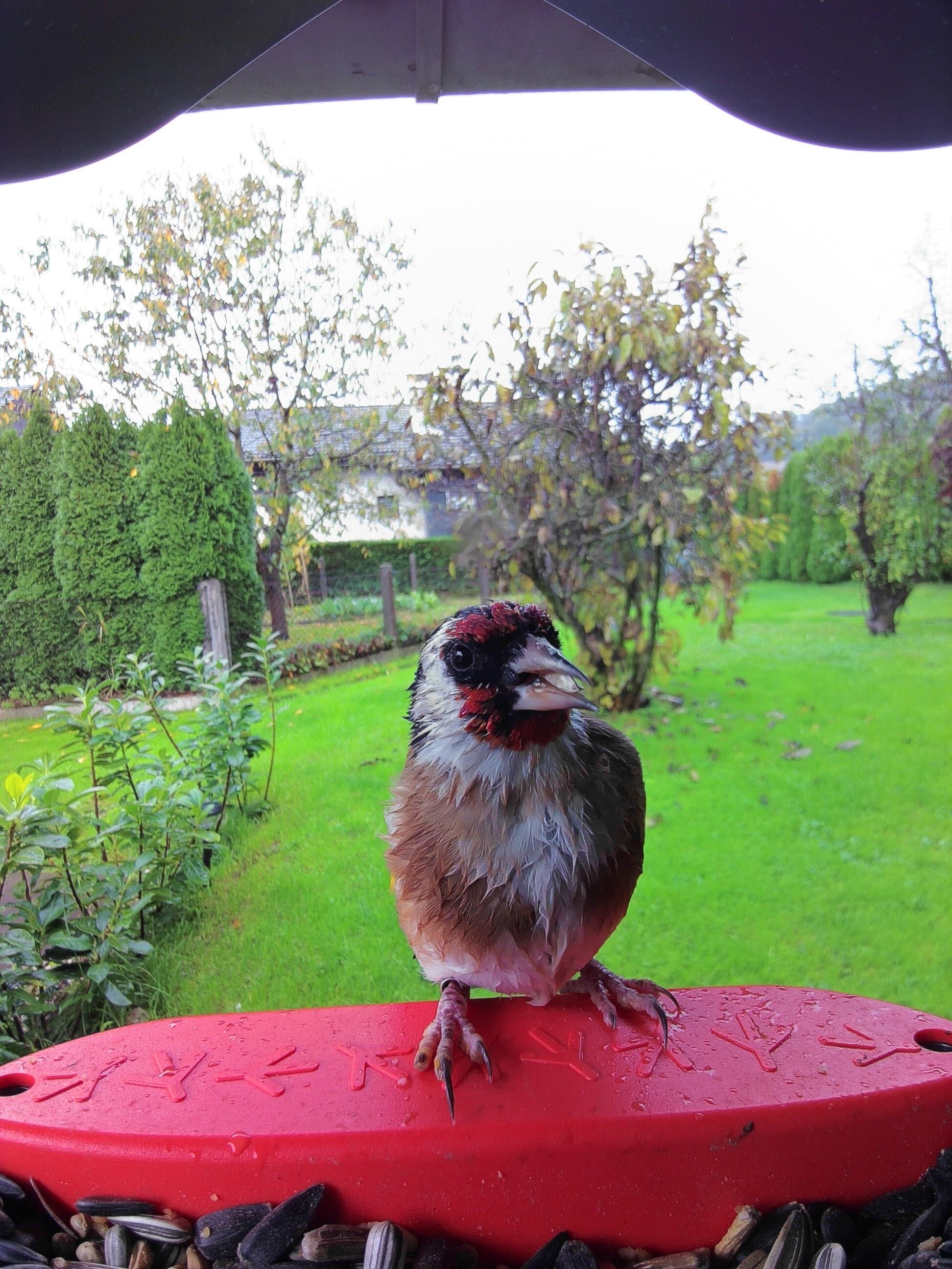 Bird Buddy - Meme Generator