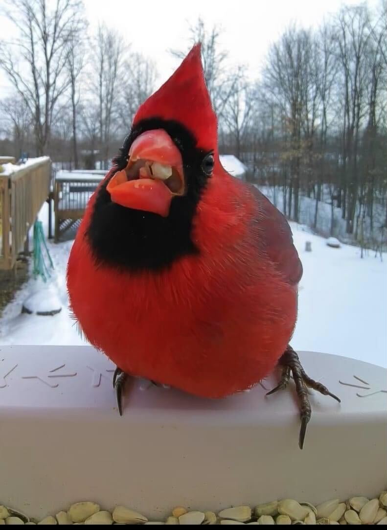 Bird Buddy - Meme Generator