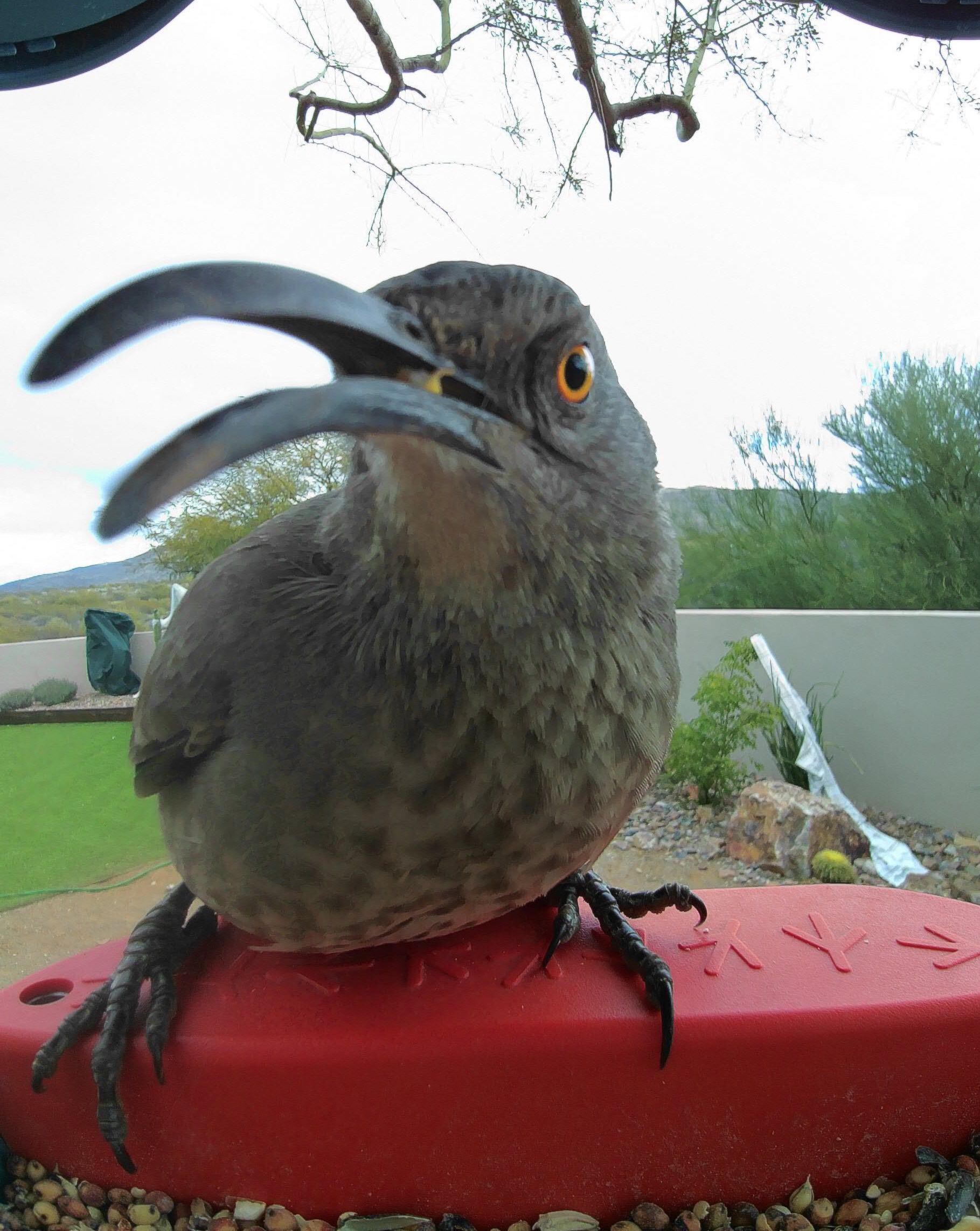 Bird Buddy - Meme Generator