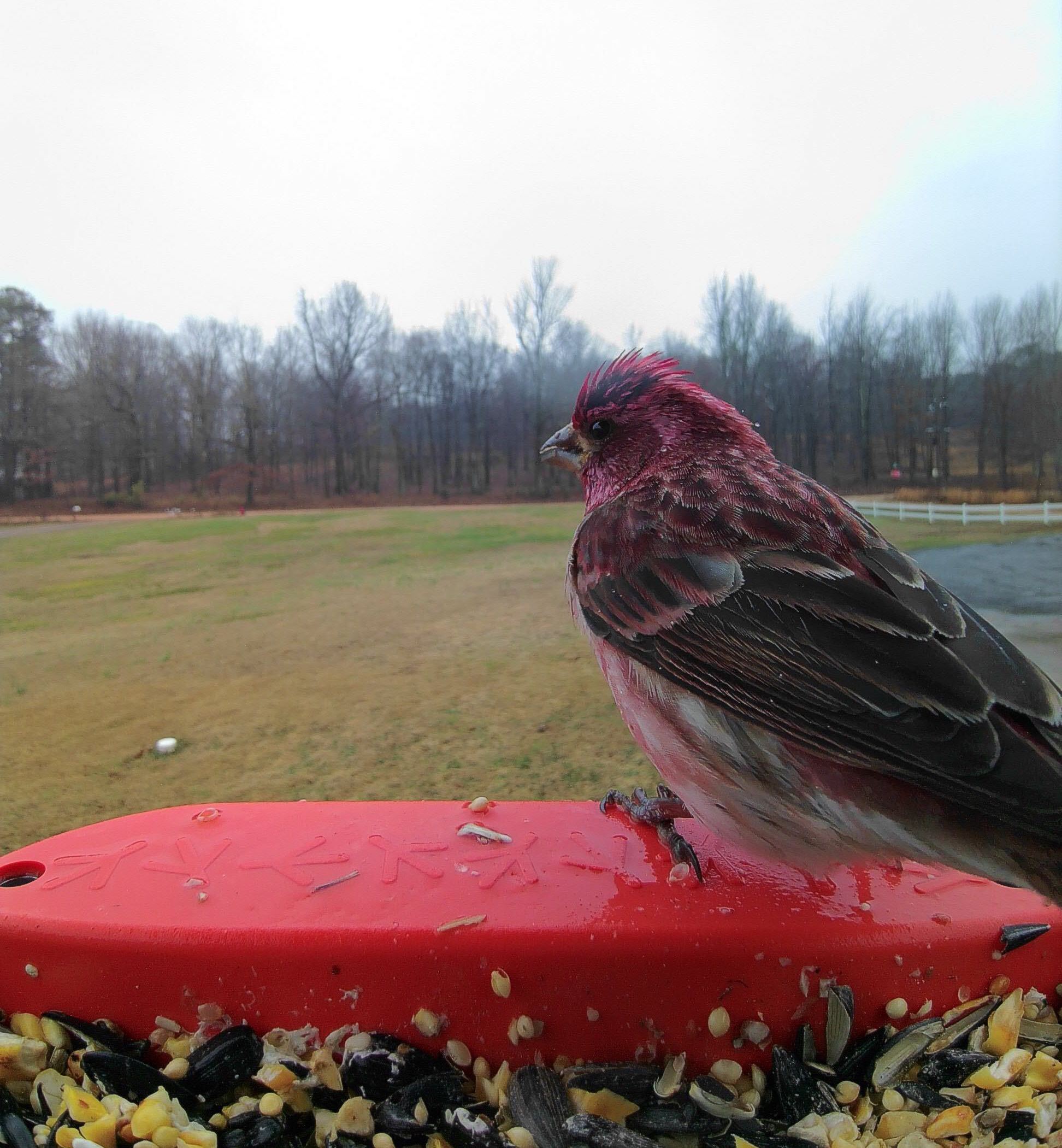 Bird Buddy - Meme Generator