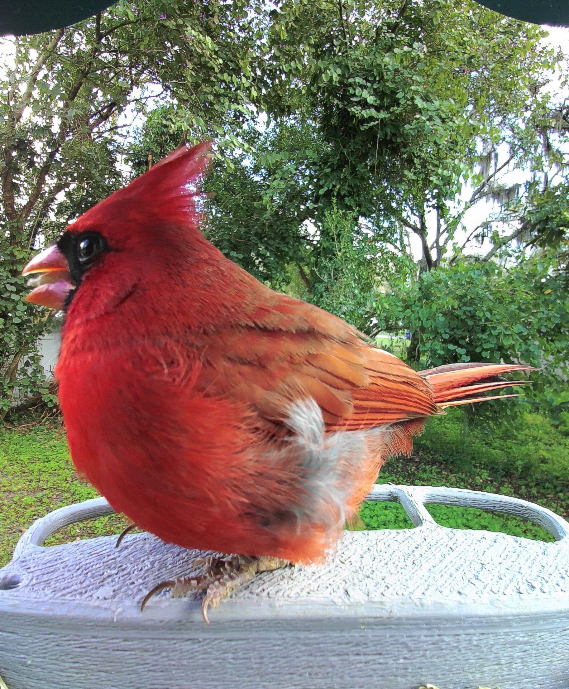 Bird Buddy - Meme Generator