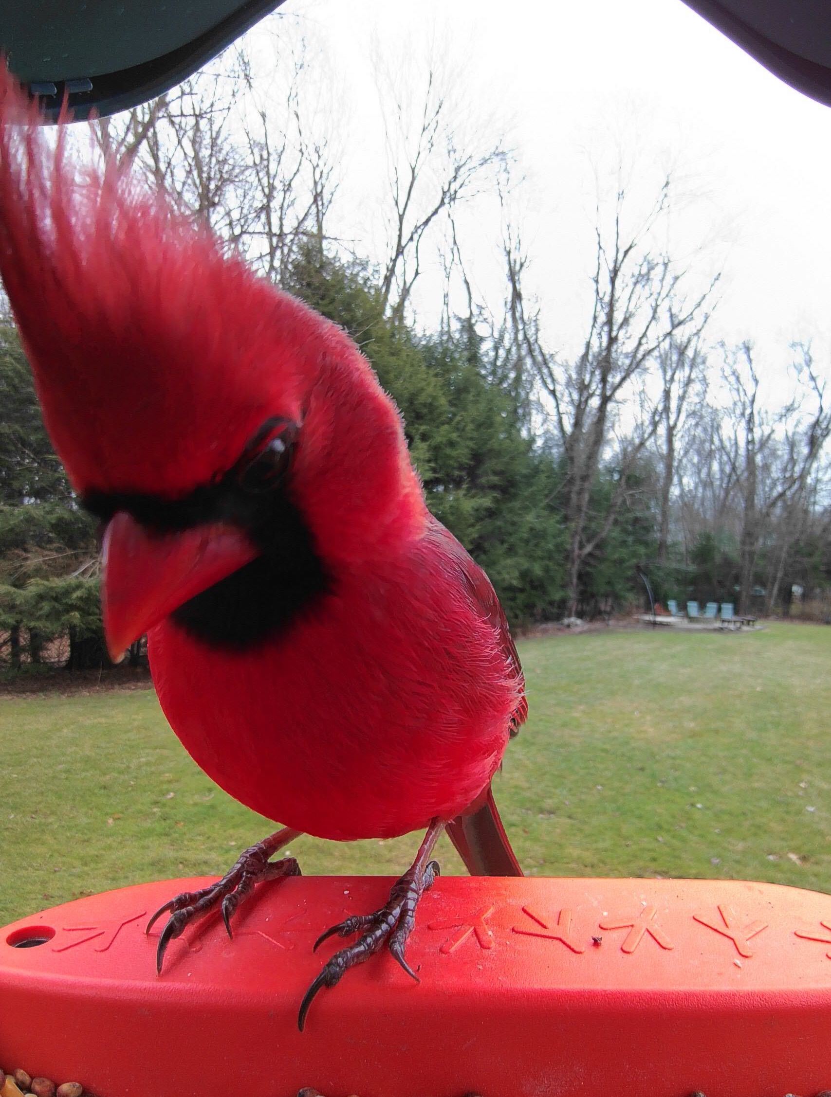 Bird Buddy - Meme Generator