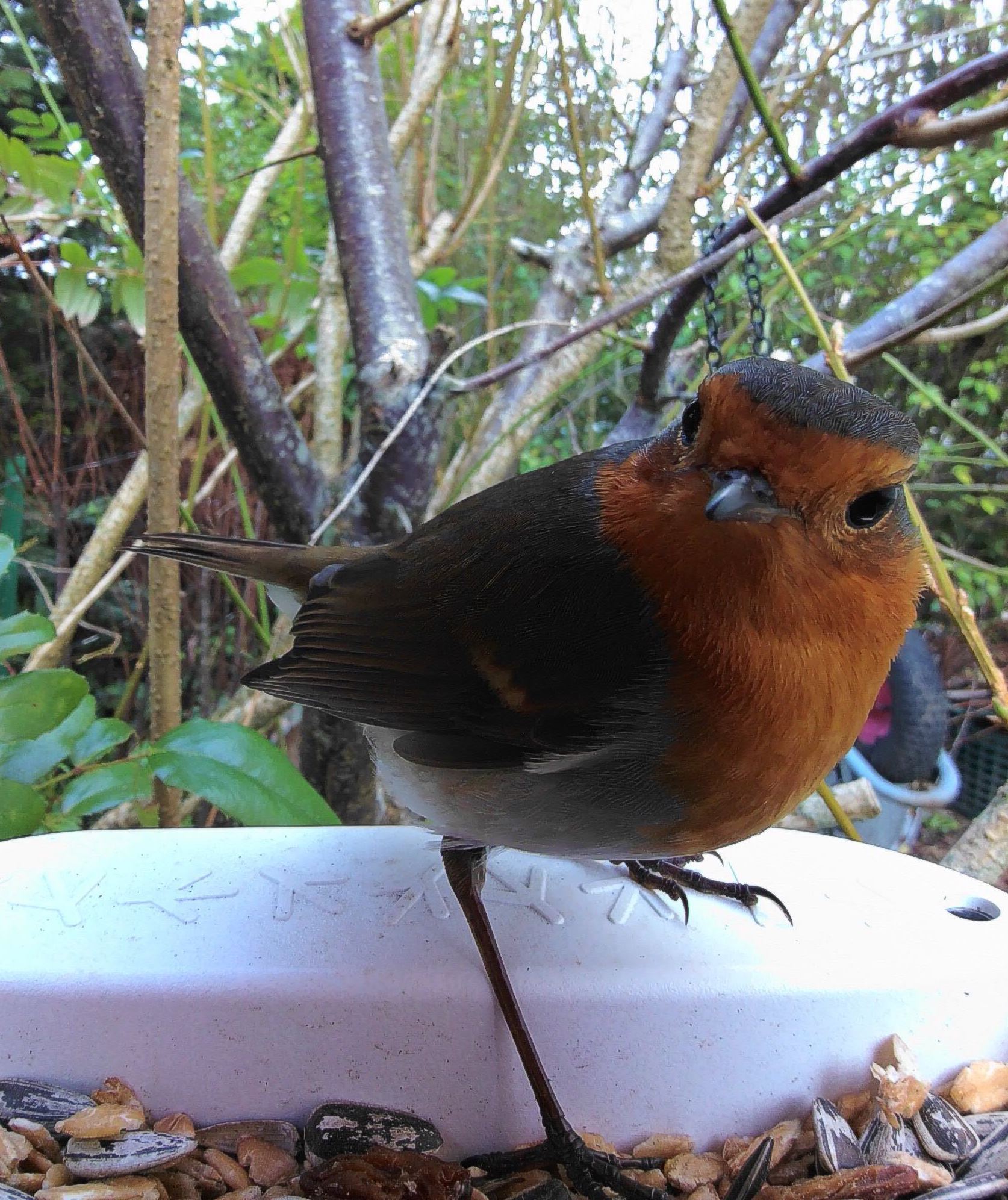 Bird Buddy - Meme Generator