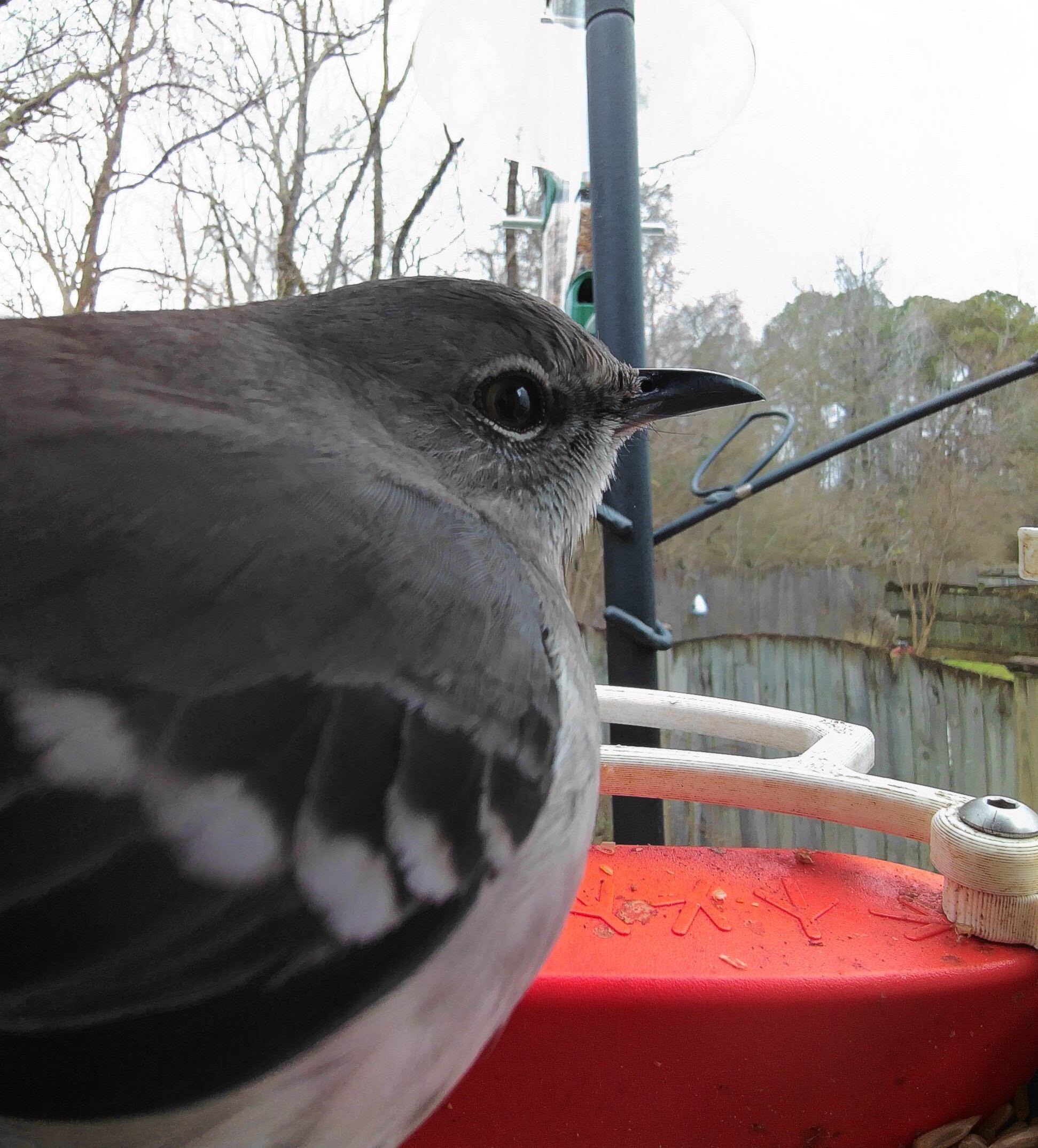 Bird Buddy - Meme Generator