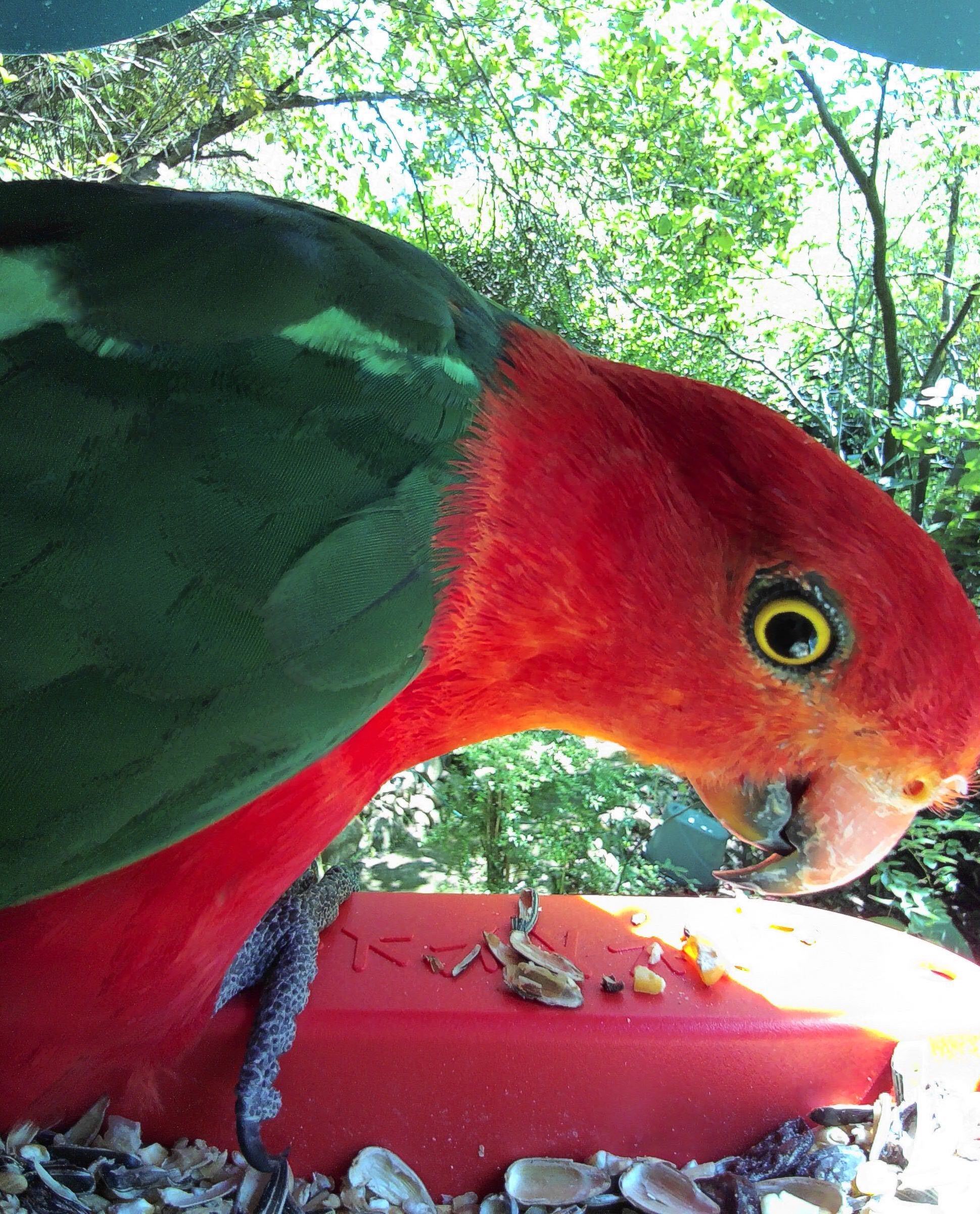 Bird Buddy - Meme Generator