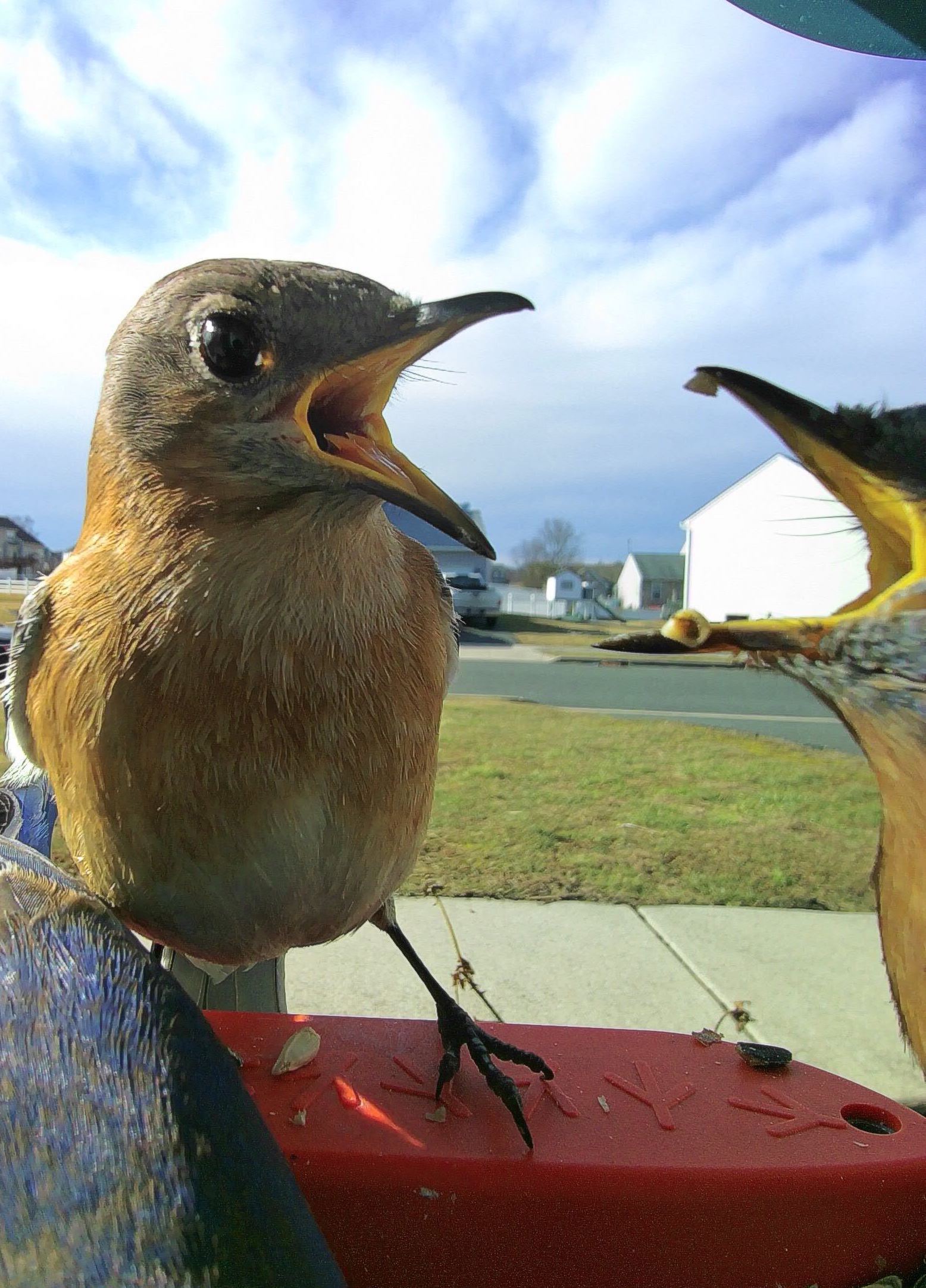 Bird Buddy - Meme Generator