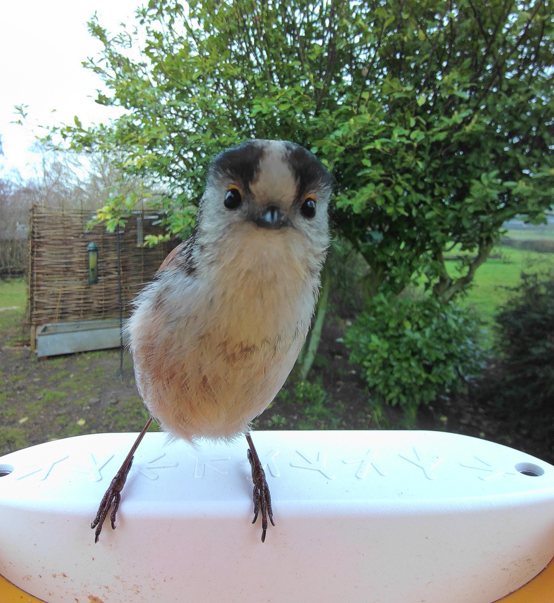 Bird Buddy - Meme Generator