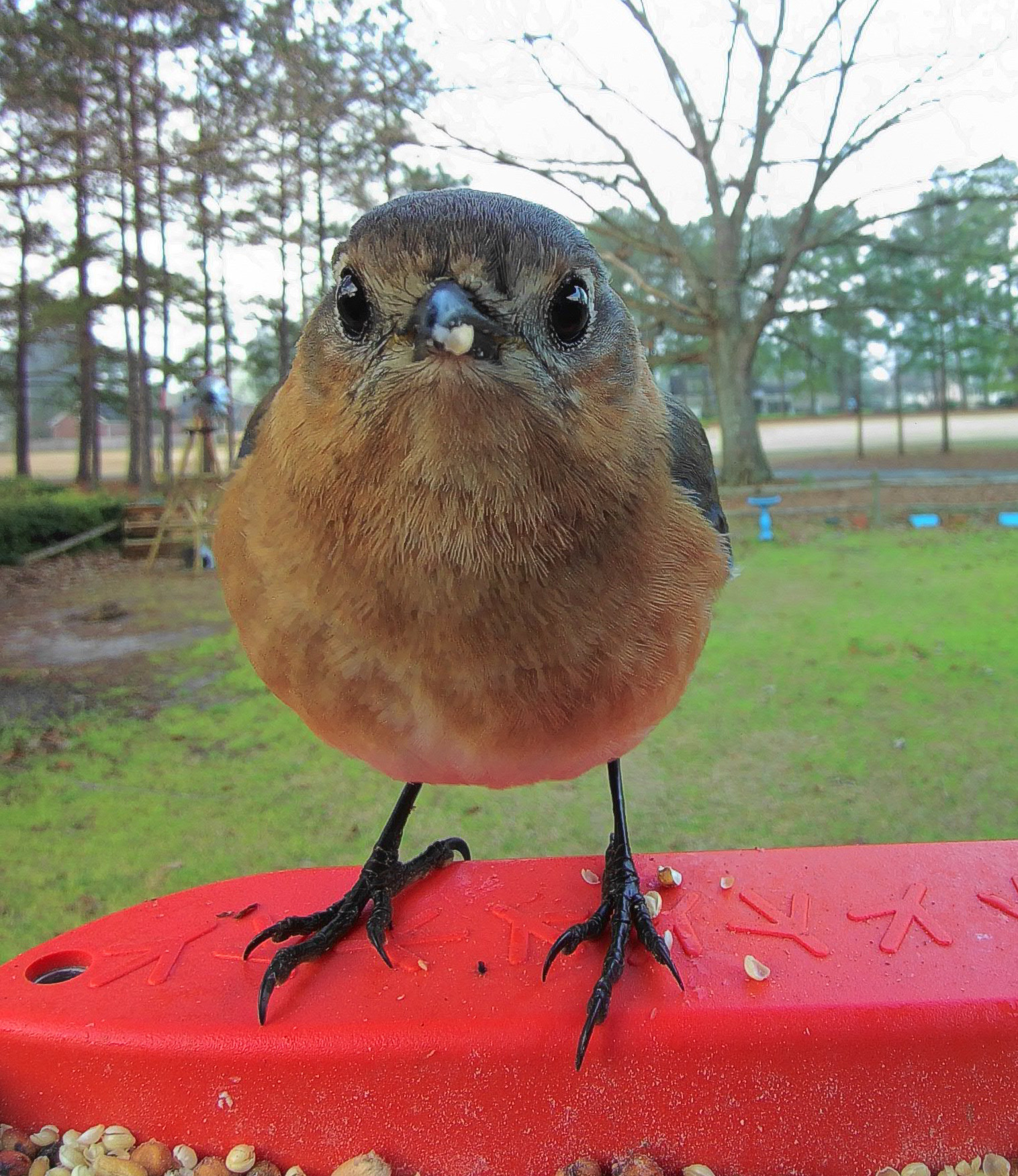 Bird Buddy - Meme Generator